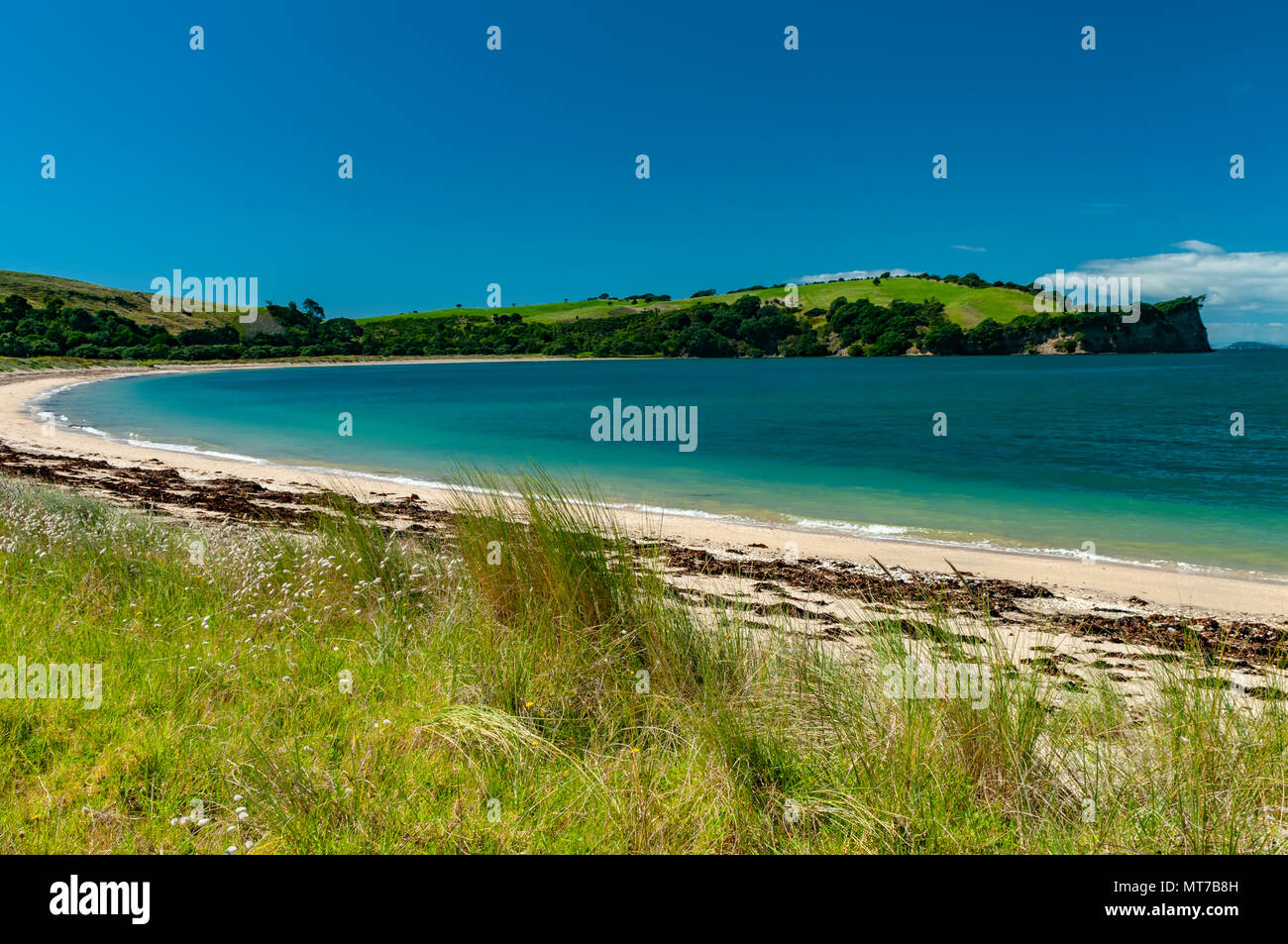 Te Harhui Bay, Shakespear Regional Park, New Zealand Stock Photo - Alamy