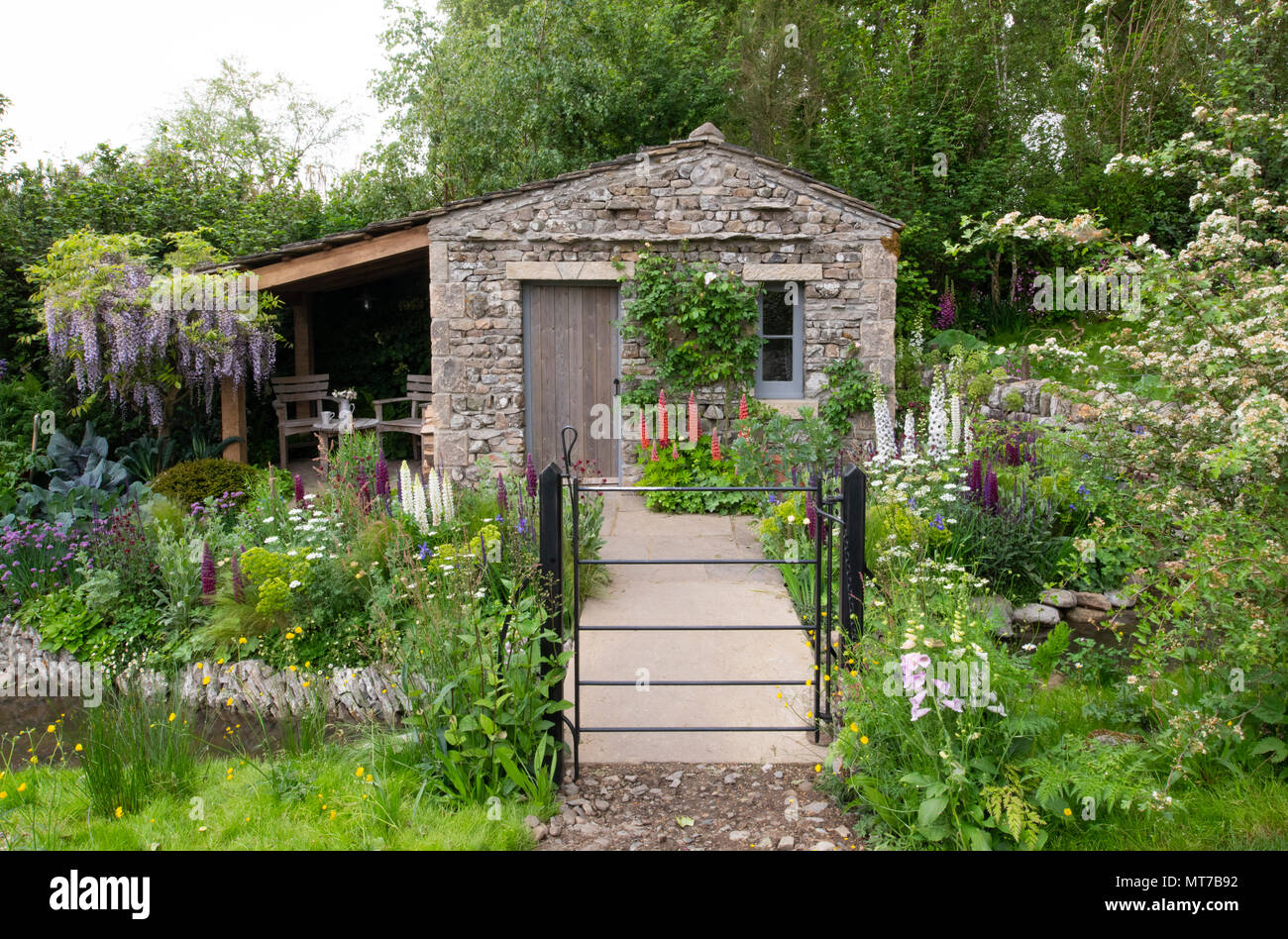 Lupinus and Delphinium in a traditional cottage garden surrounding a ...