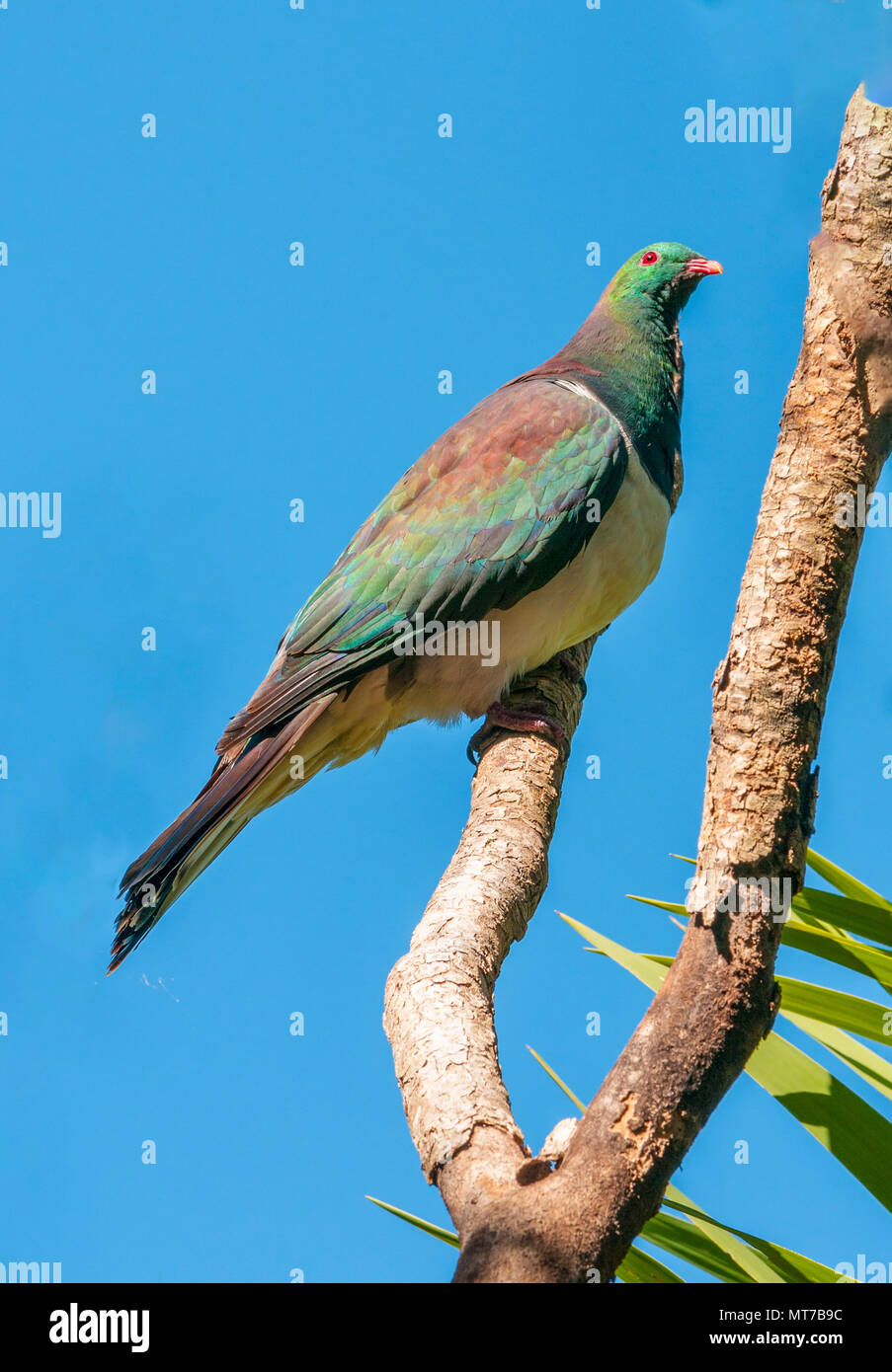 Native kereru new zealand pigeon hi-res stock photography and images ...