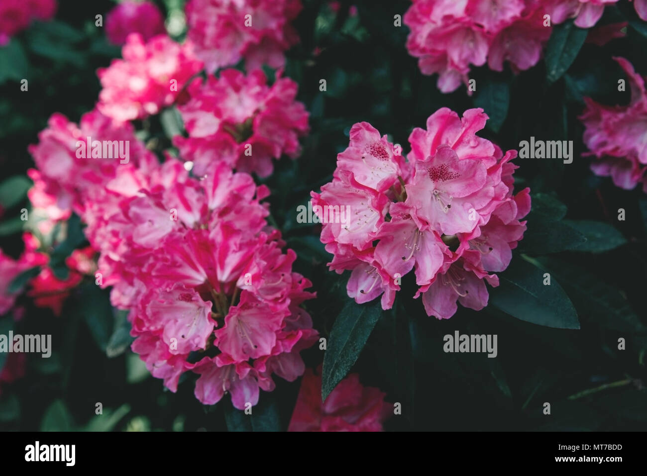 Rhododendron park germany people hi-res stock photography and images ...