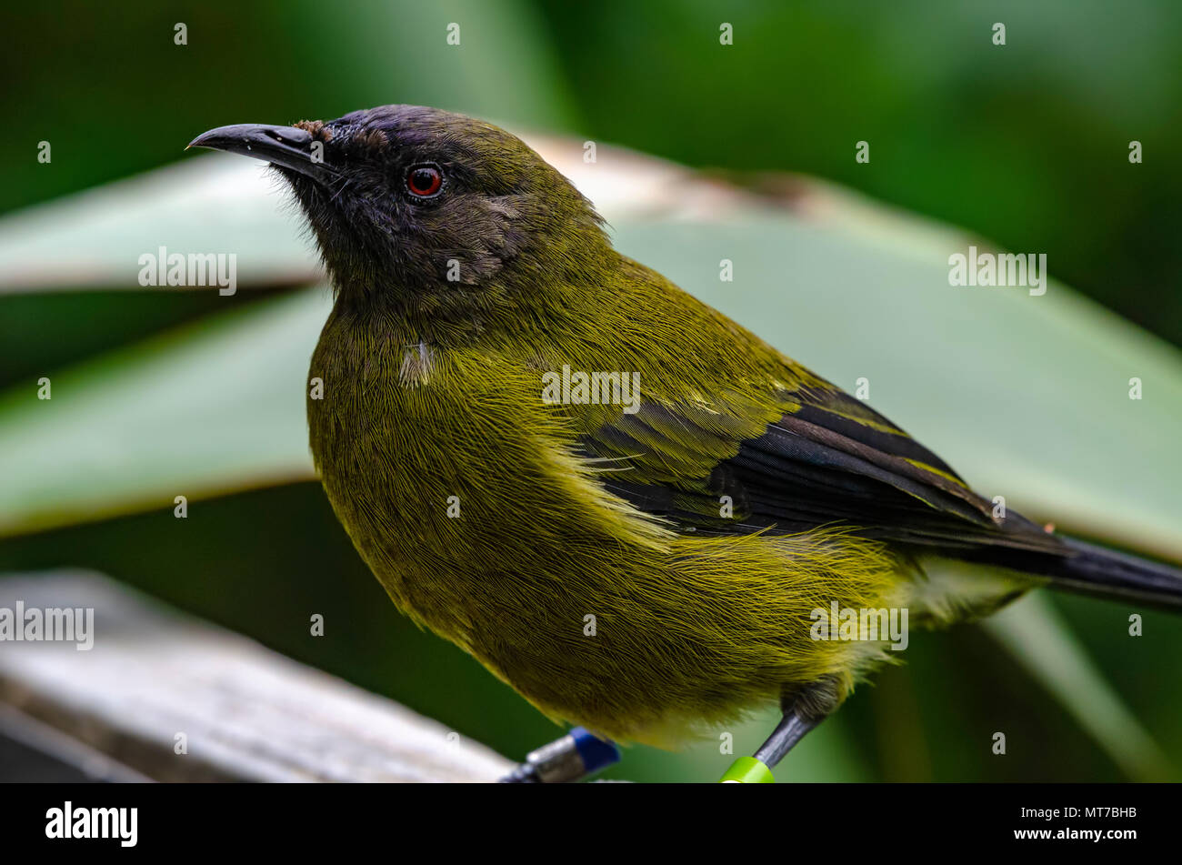 New Zealand, Bellbird Stock Photo - Alamy
