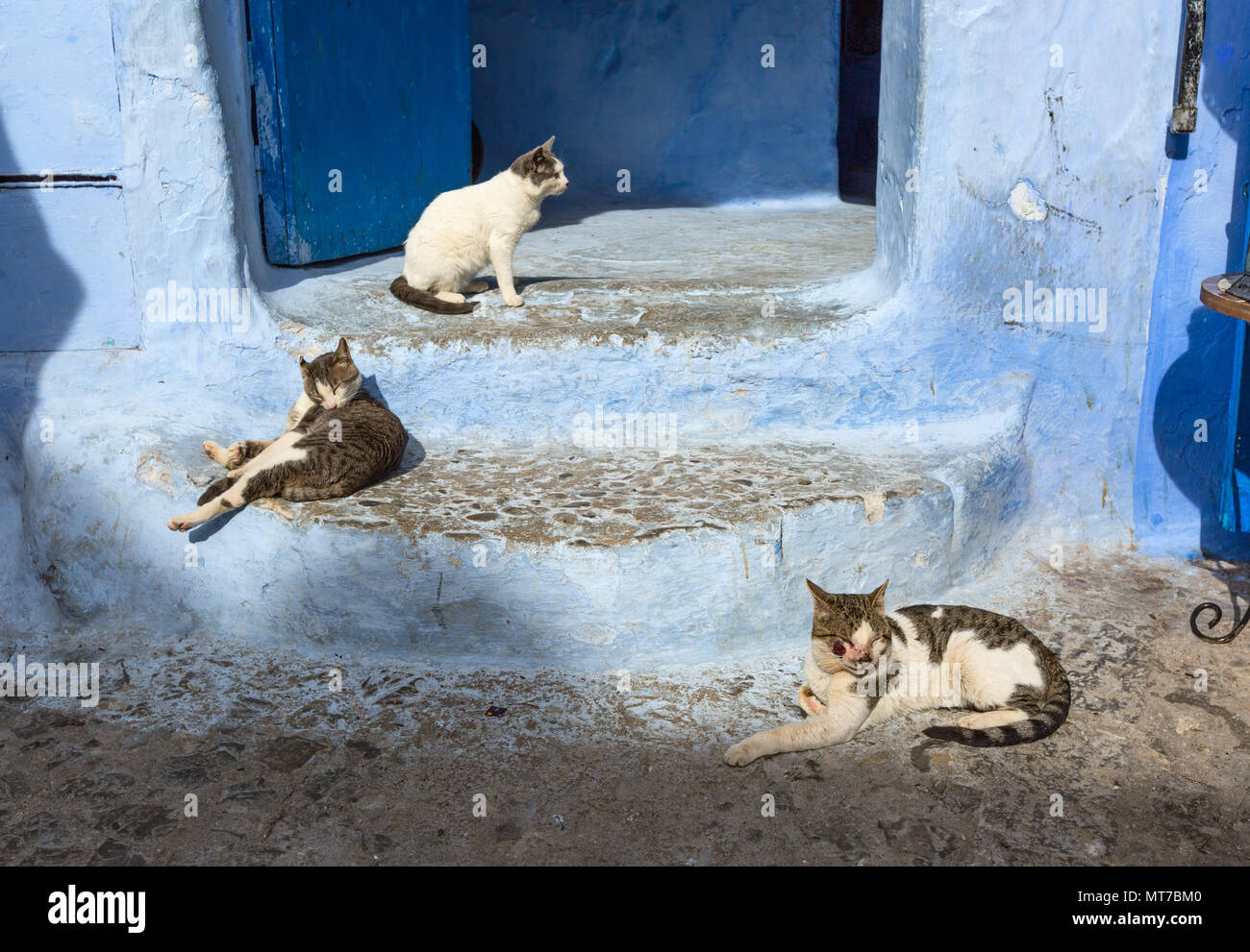 Cats on blue street in Medina Chefchaouen Stock Photo - Alamy