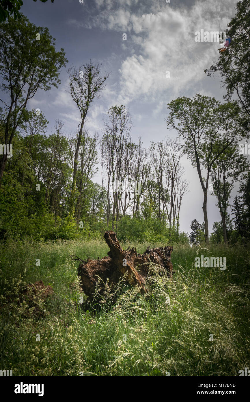 Wandering Germany Trees Stock Photo - Alamy