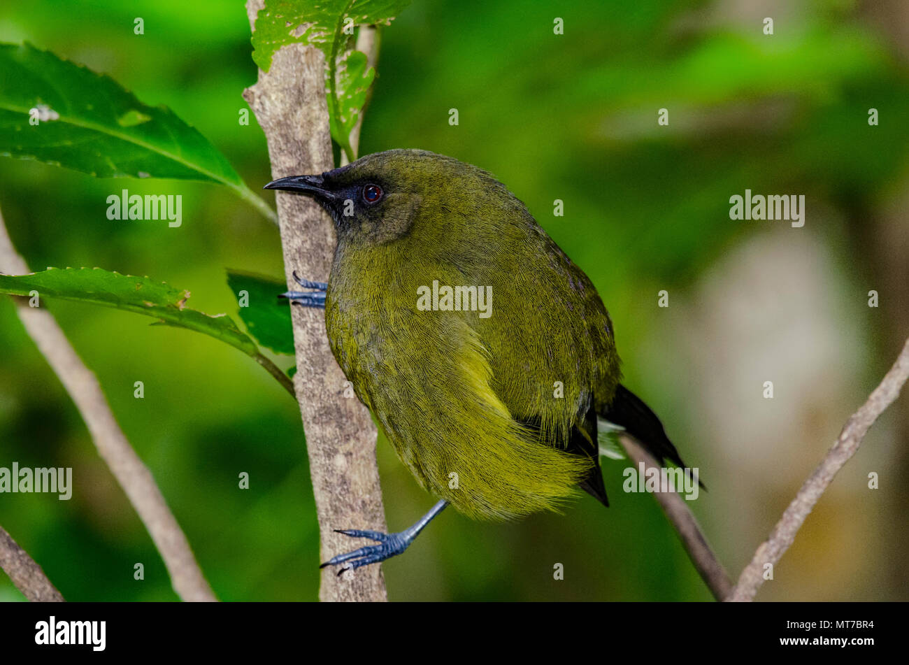 New Zealand, Bellbird Stock Photo - Alamy