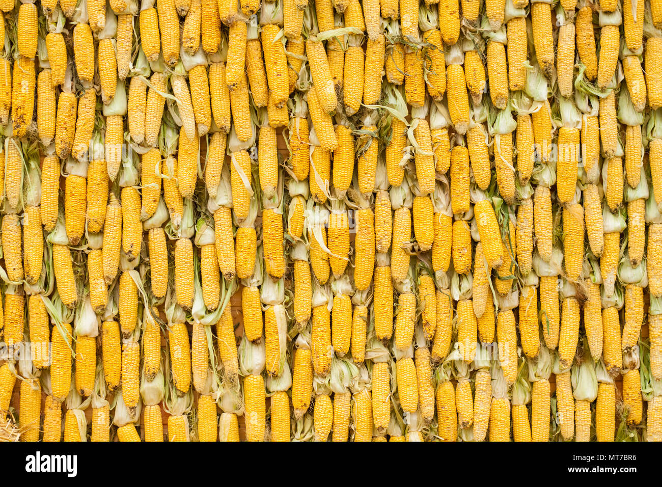 A lot of dried corn cobs. Autumn background Stock Photo - Alamy