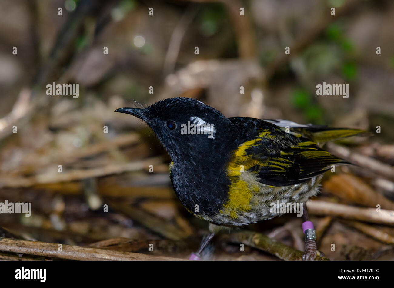 Tiritiri matangi bird hi-res stock photography and images - Alamy