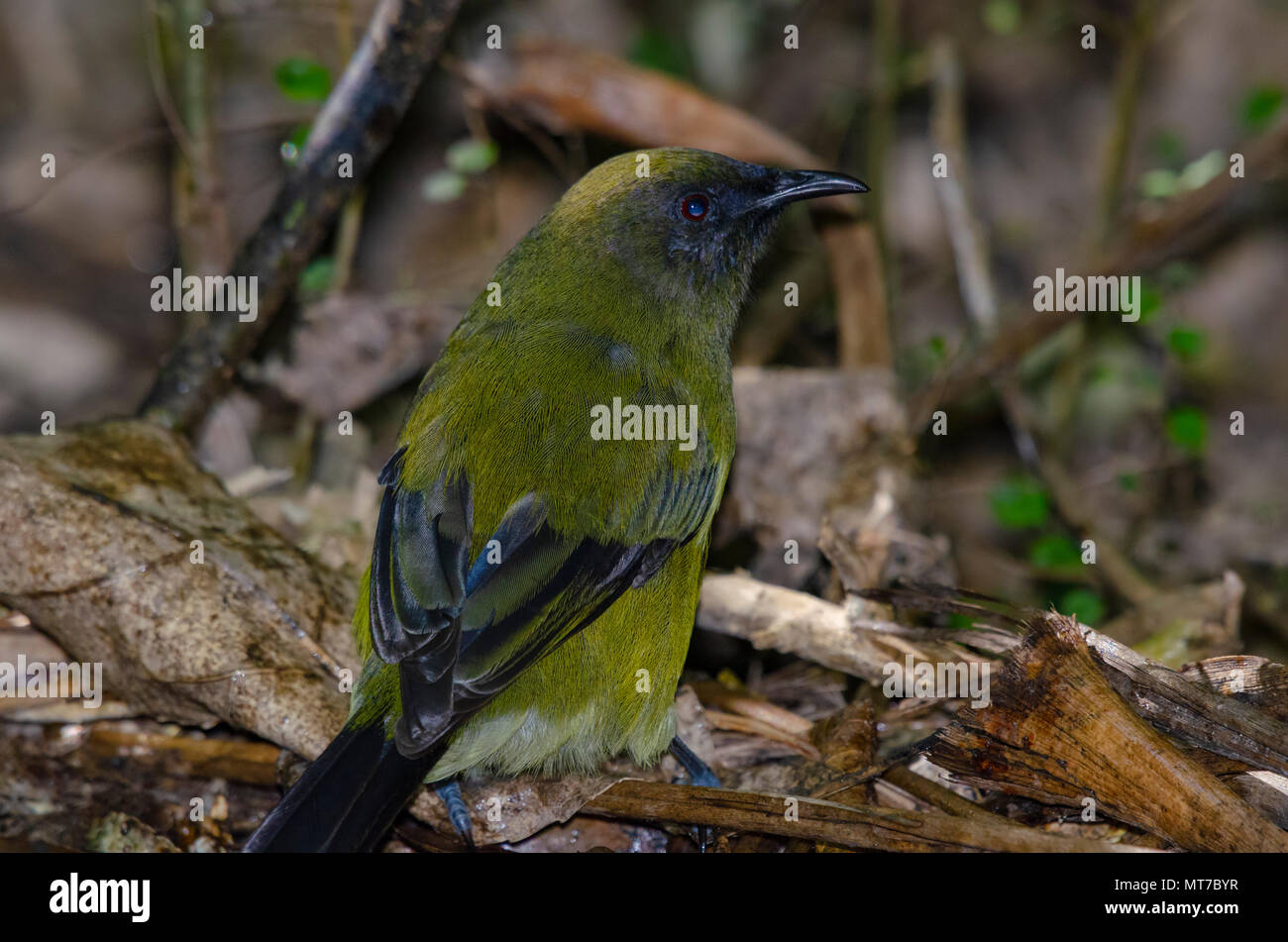 New zealand native birds hi-res stock photography and images - Alamy