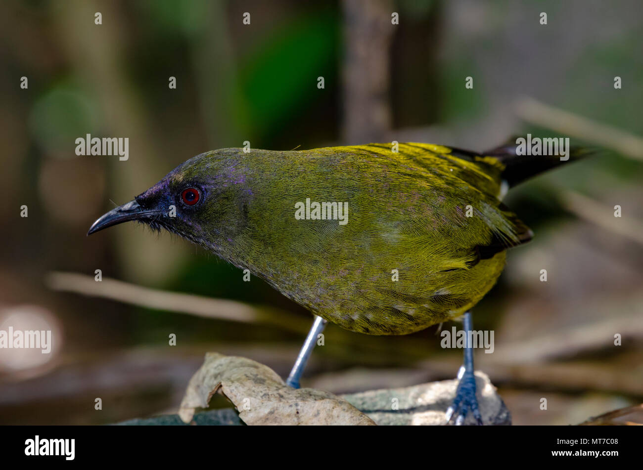New Zealand, Bellbird Stock Photo - Alamy