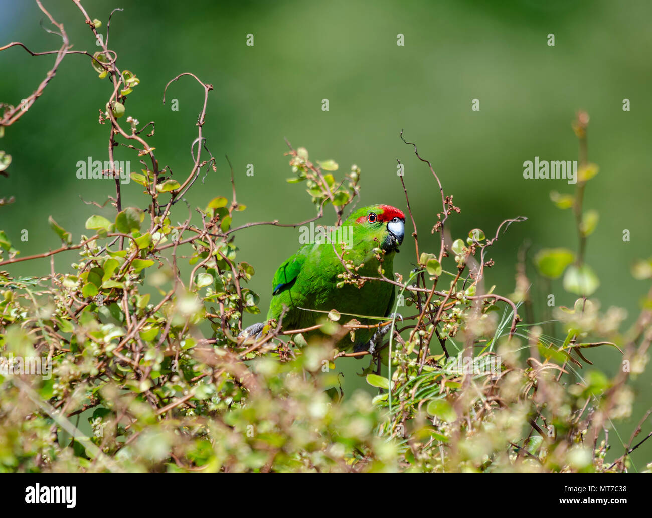Red crowned parakeet, Tiritiri Matangi Island, New Zealand Stock Photo ...