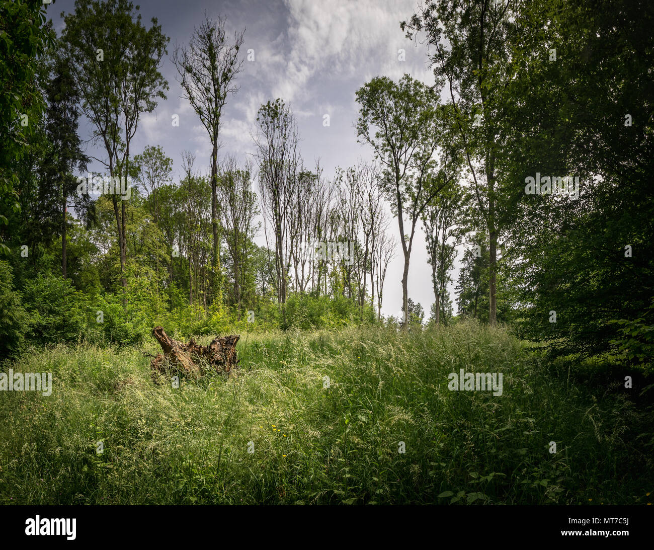 Wandering Germany Trees Stock Photo - Alamy