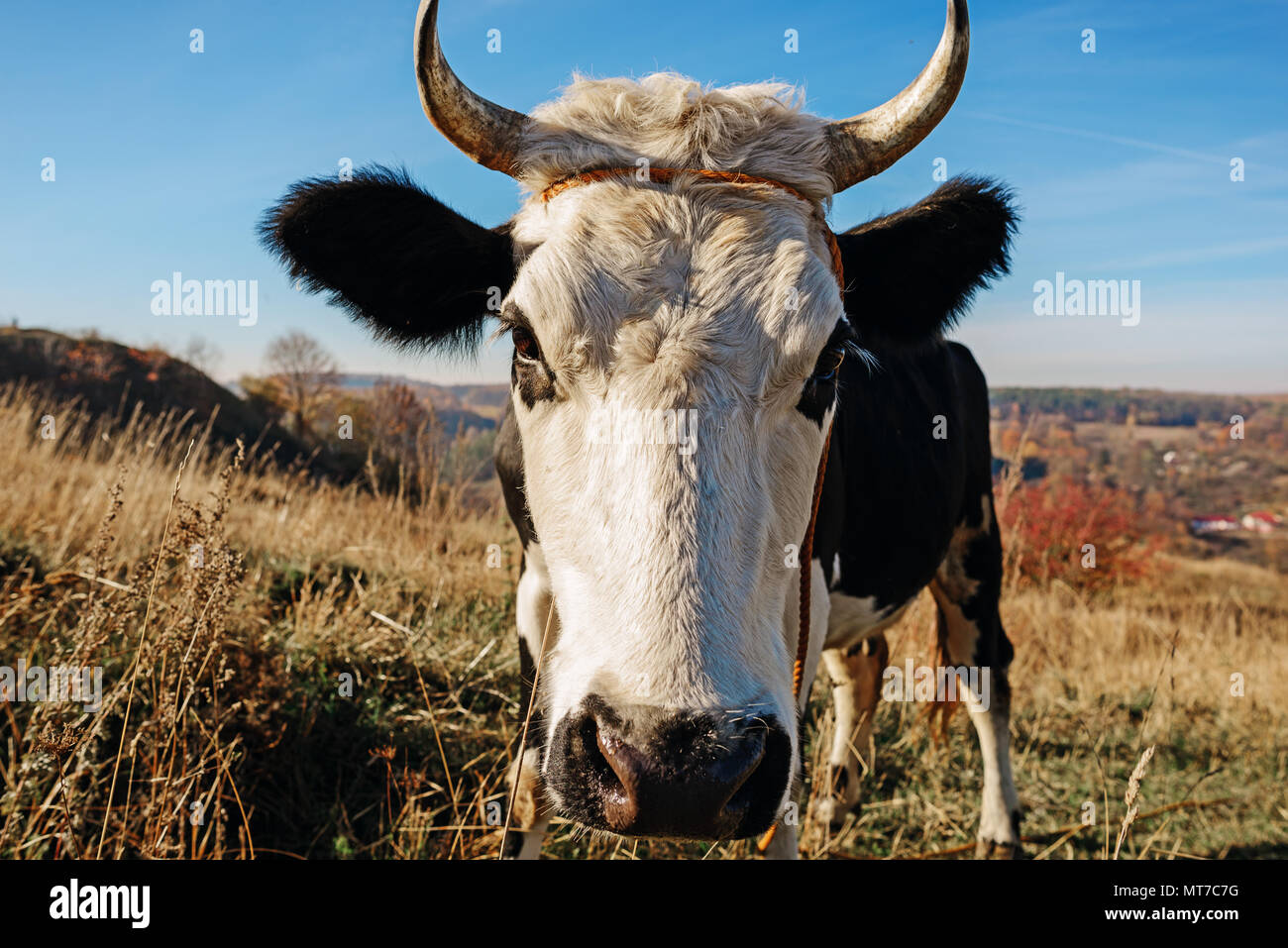 Close-up face of horned black and white cow outdoor. Cow staring and at ...