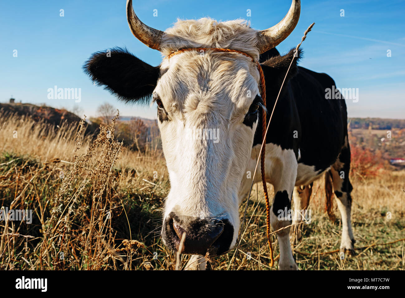 Close-up face of horned black and white cow outdoor. Cow staring and at ...