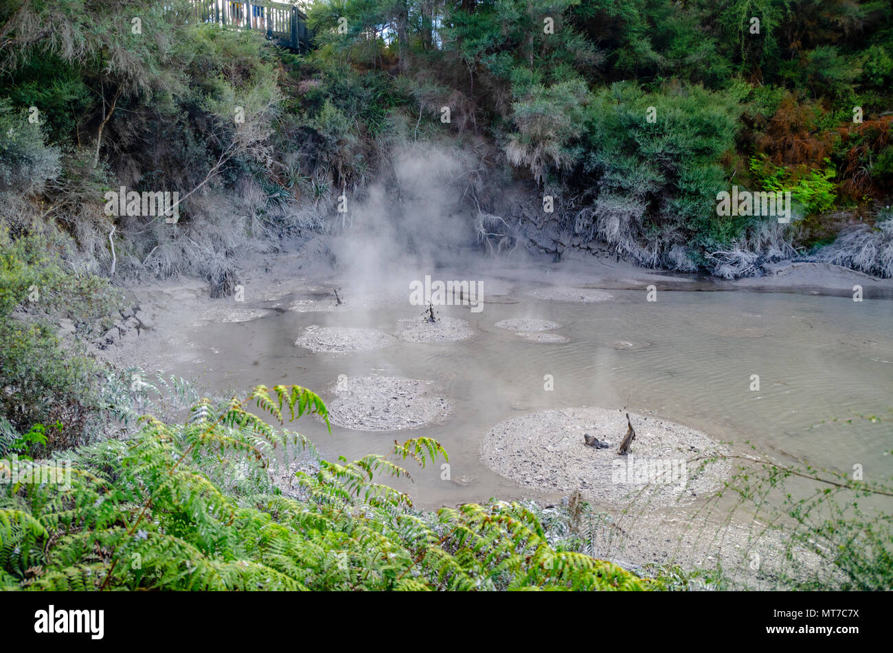 Whakarewarewa geothermal park, Rotorua, New Zealand Stock Photo - Alamy