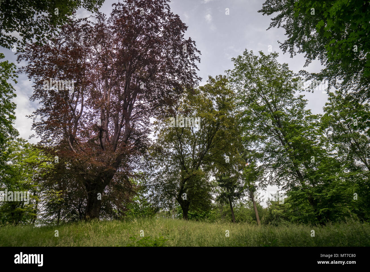 Wandering Germany Trees Stock Photo - Alamy