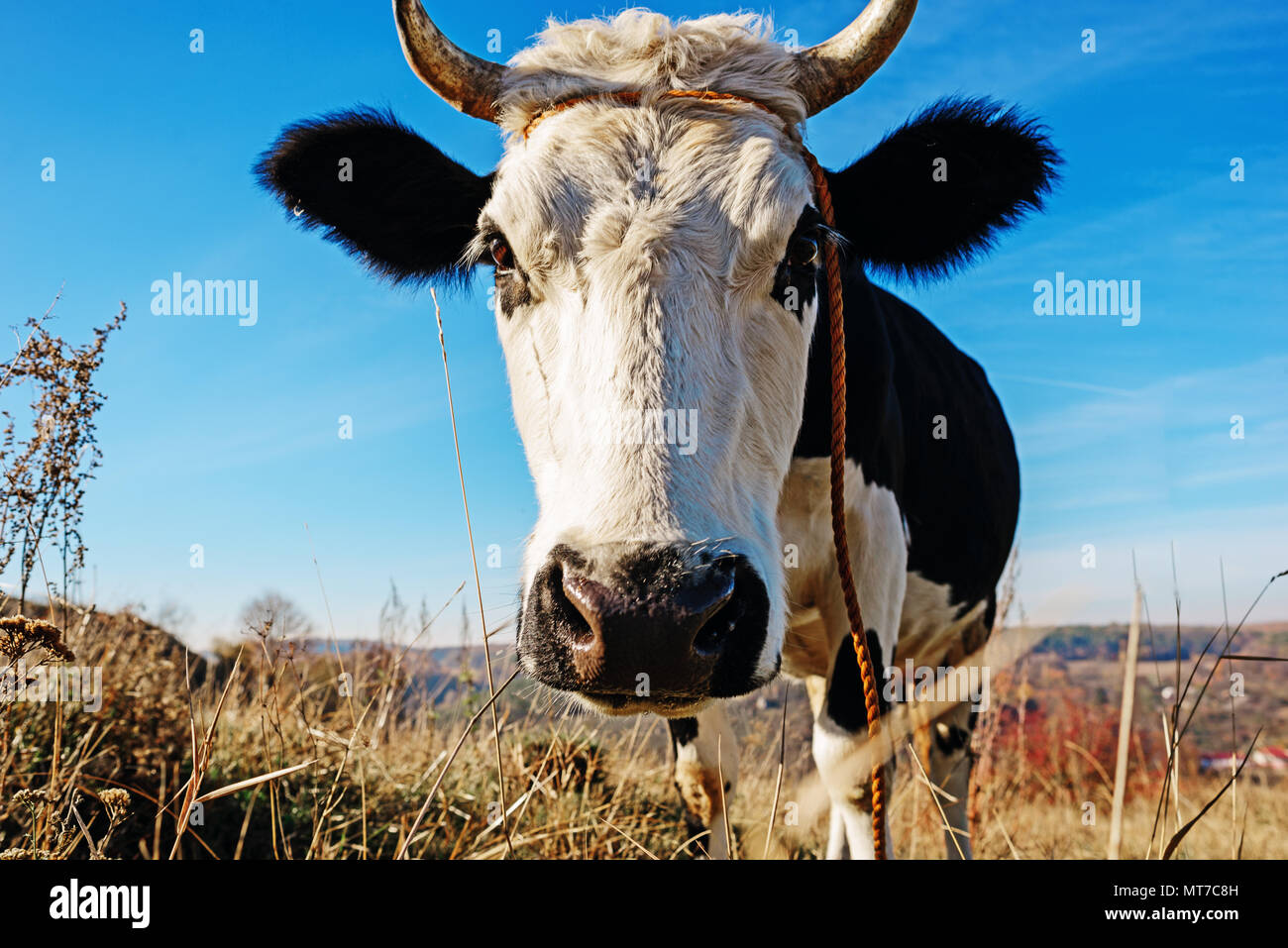 Close-up face of horned black and white cow outdoor. Cow staring and at ...