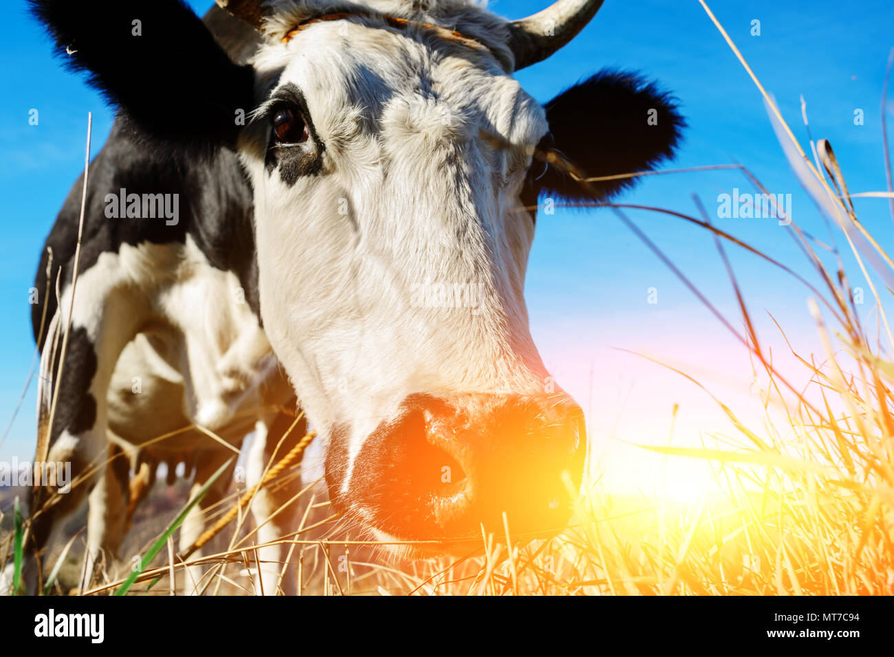 Close-up face of horned black and white cow outdoor. Cow staring and at ...
