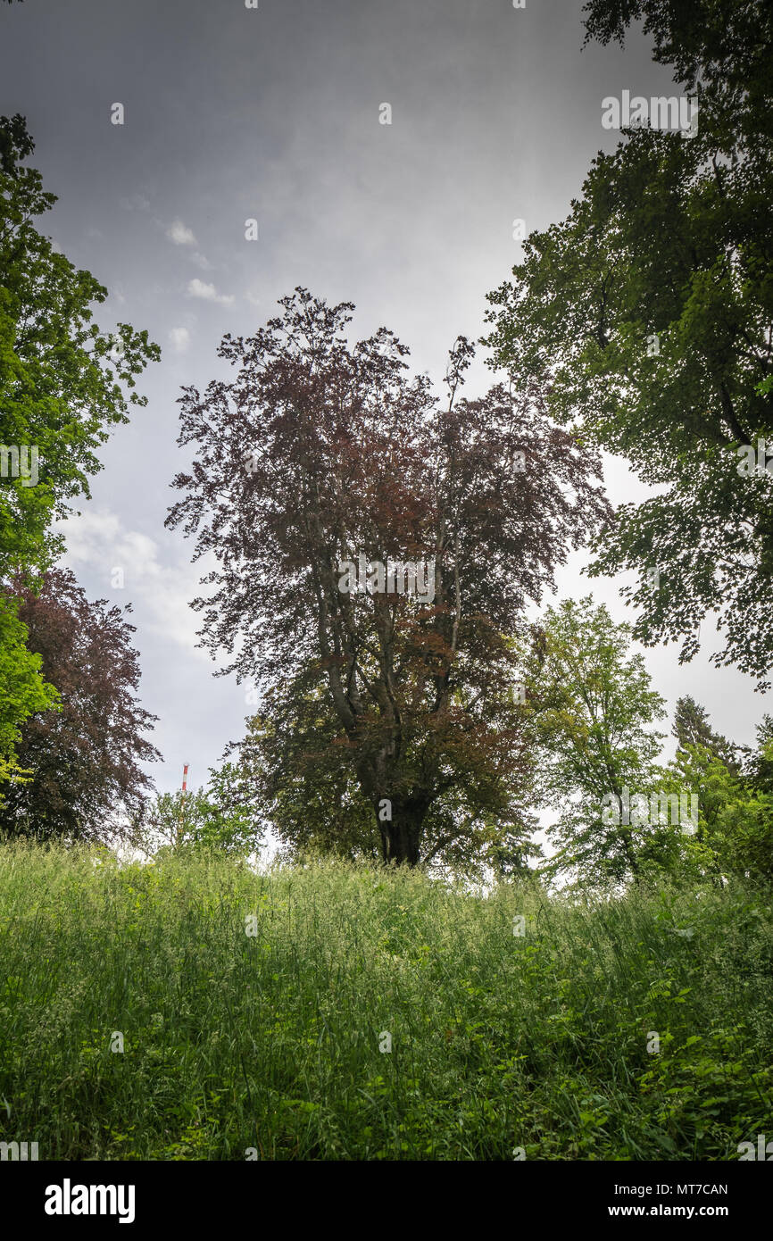 Wandering Germany Trees Stock Photo - Alamy