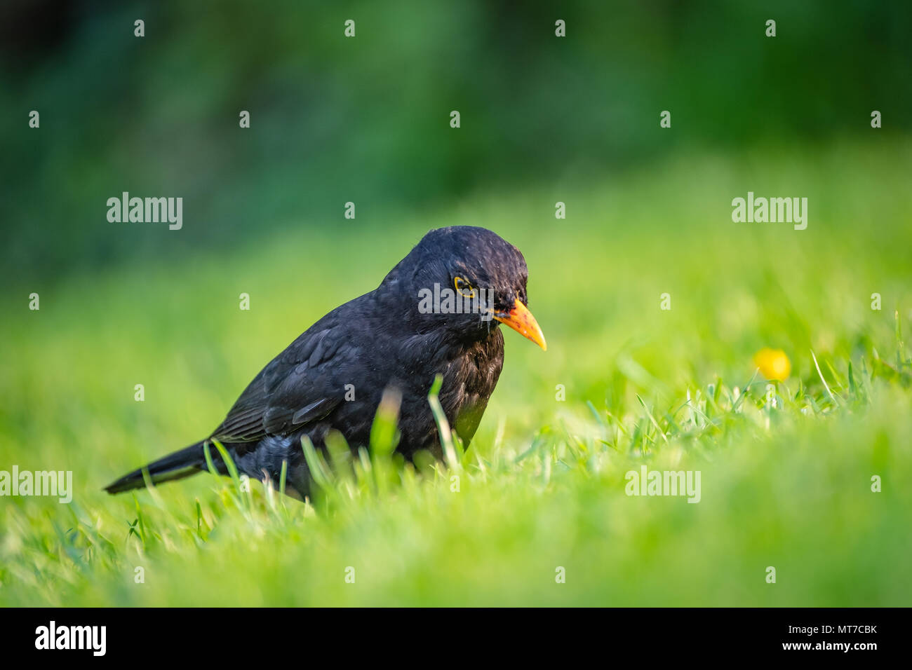 Detailed view of a young Black Bird having flown the nest, seen on a ...