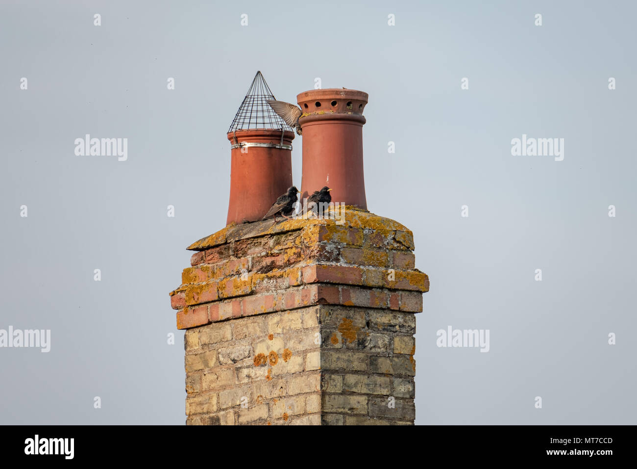 Very old twin chimney and pots seen atop a decaying and heavily ...
