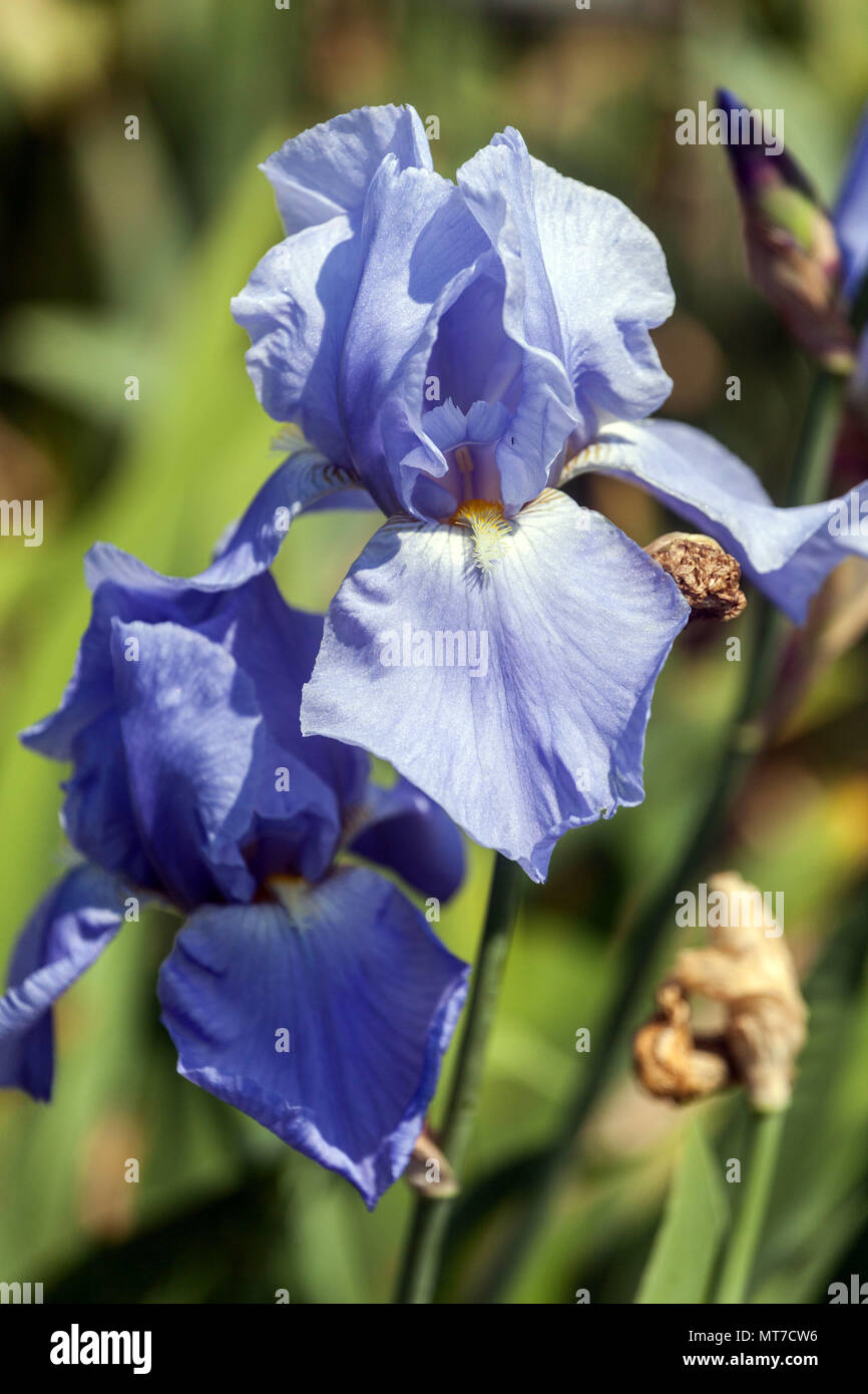 Tall bearded Iris " South Pacific ", bearded irises, Iris flower pale blue colour Portrait Stock ...