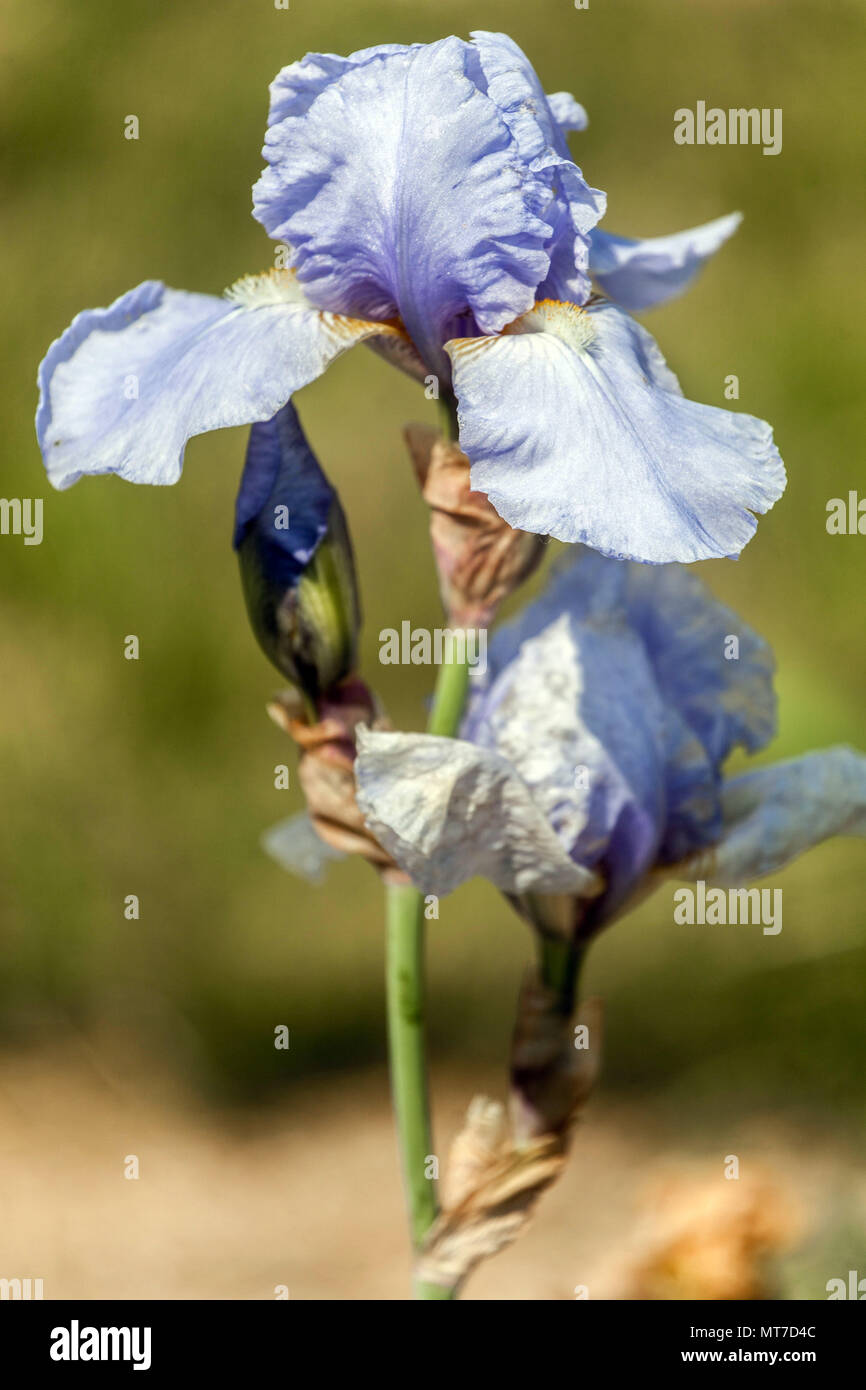Tall bearded iris early light hi-res stock photography and images - Alamy