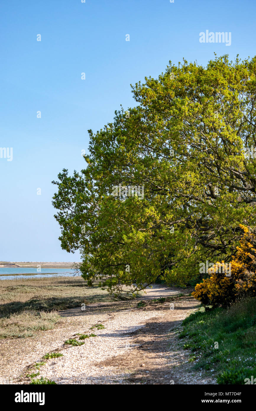 Pagham church hi-res stock photography and images - Alamy