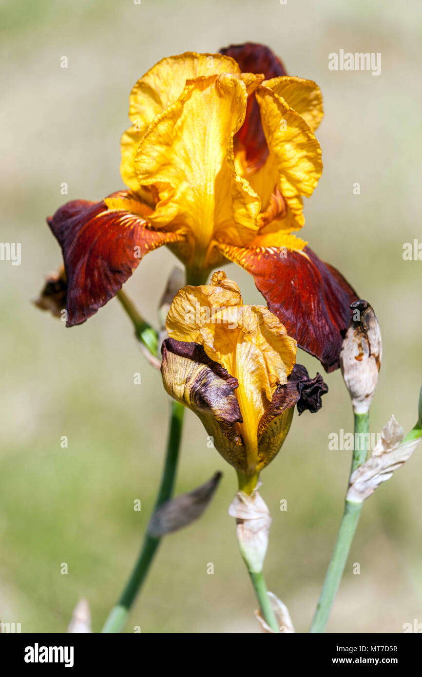 Tall bearded Iris " Gypsy ", Yellow red iris Stock Photo - Alamy
