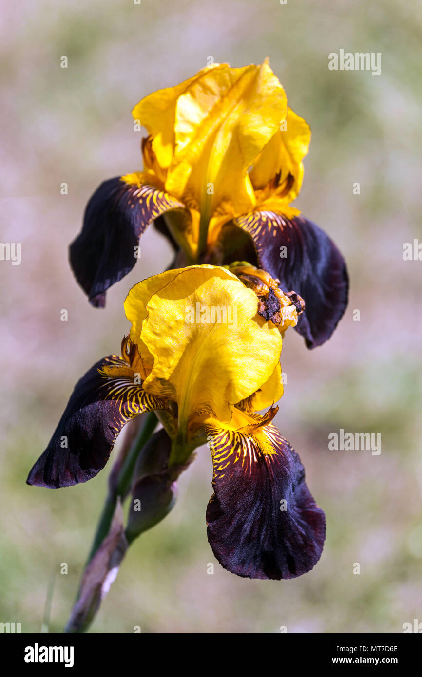 Gold iris flower hi-res stock photography and images - Alamy