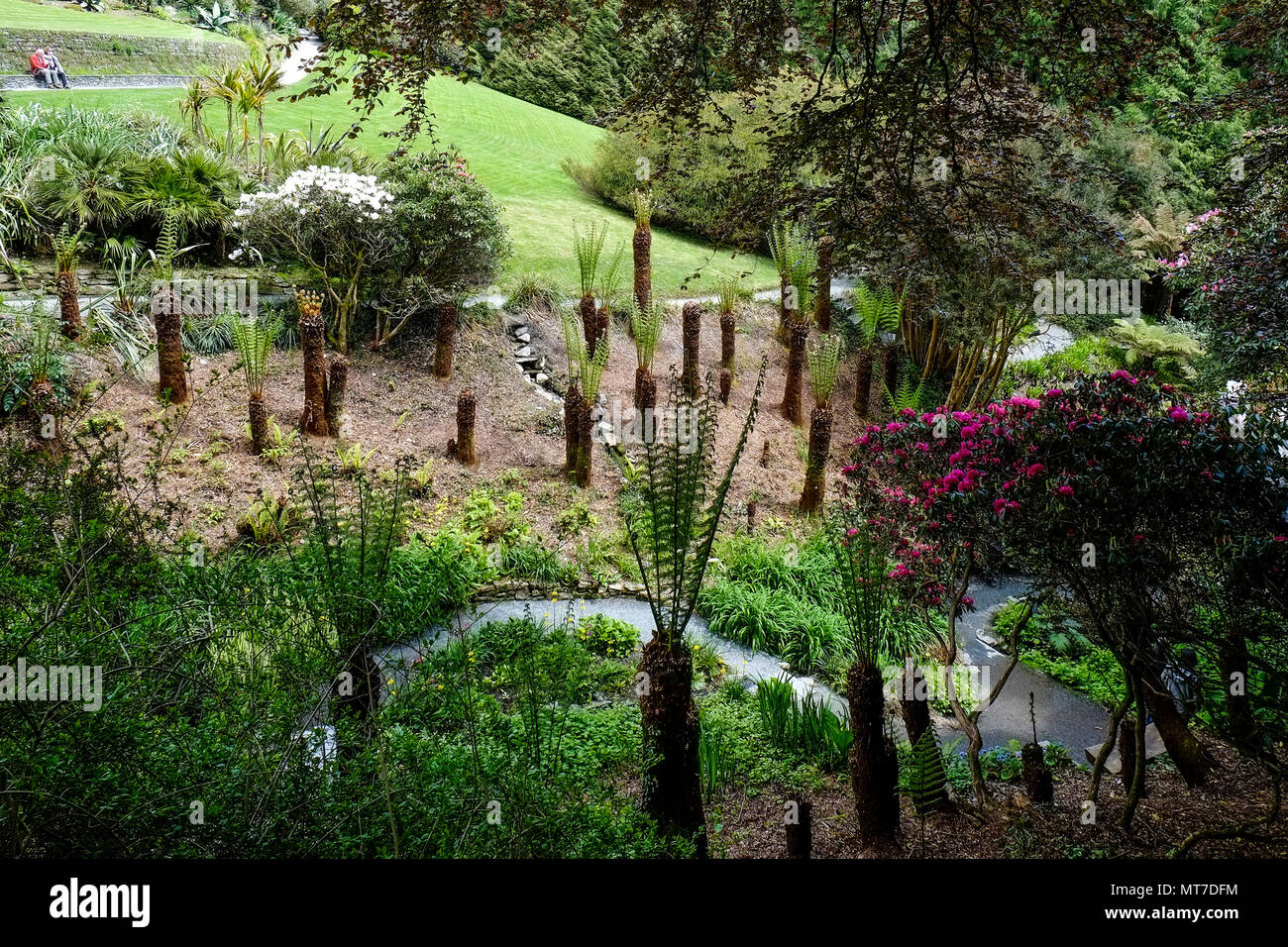 Tree Ferns Cyatheales sprouting new growth at Trebah Garden in Cornwall ...