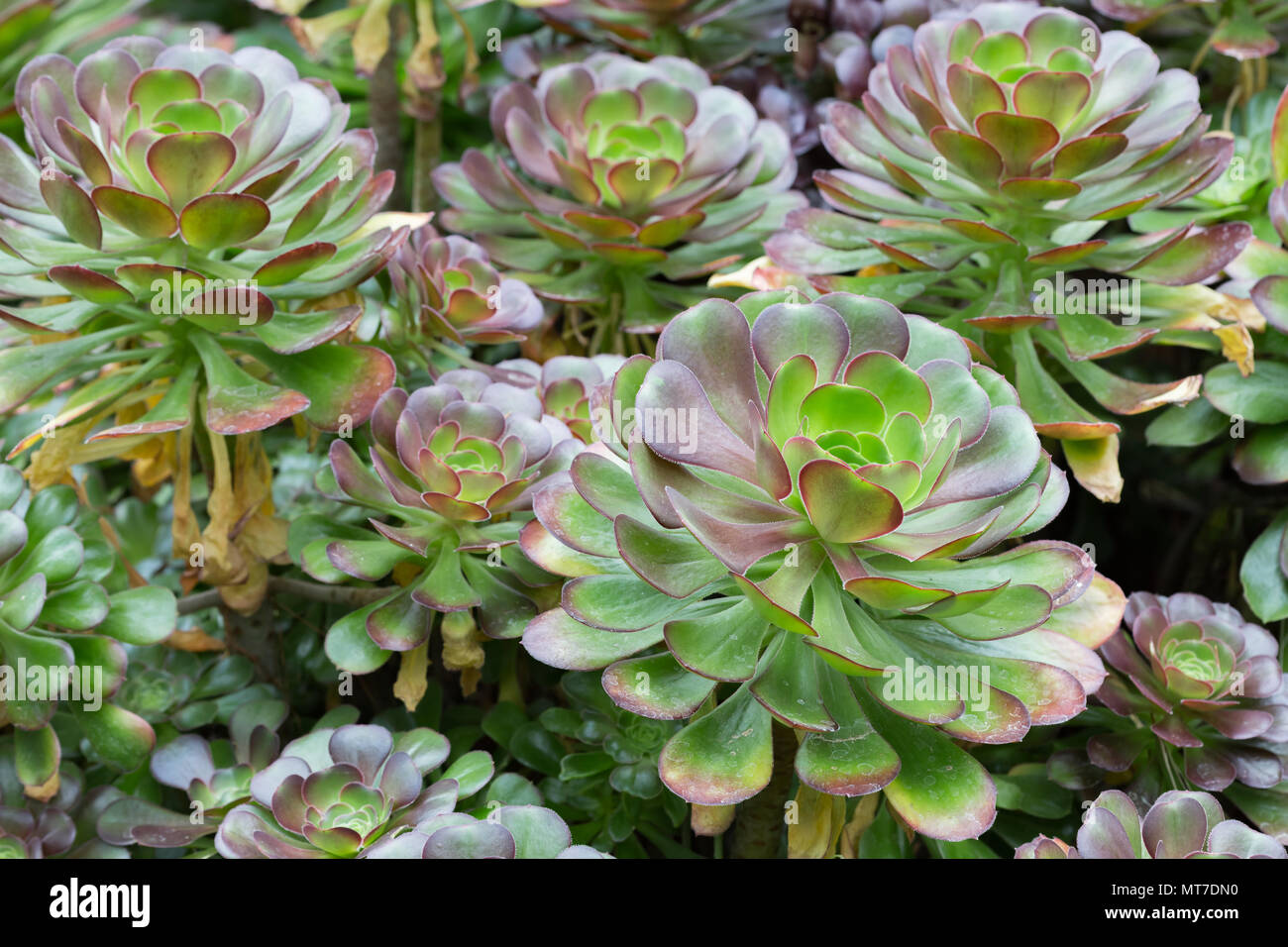 Most aeoniums, also known as tree houseleek are native to the Canary ...