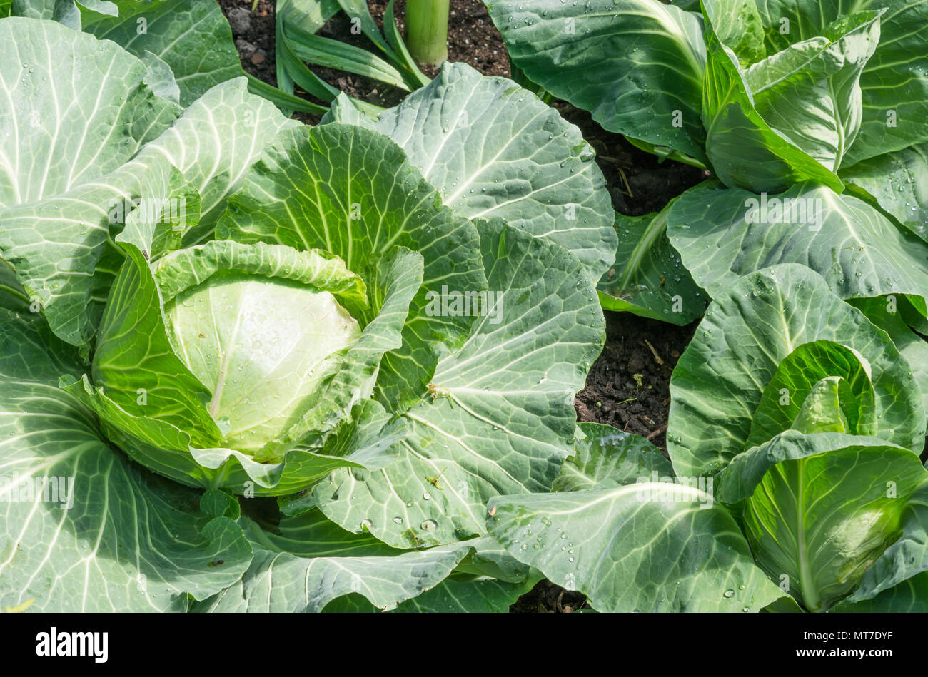 Cabbages growing in the ground Stock Photo - Alamy