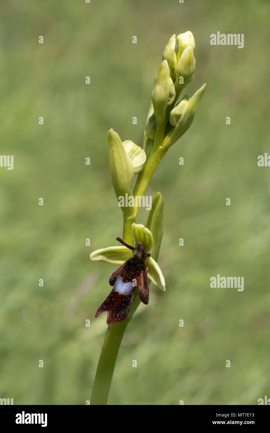 Fly Orchid (Ophrys insectifera Stock Photo - Alamy