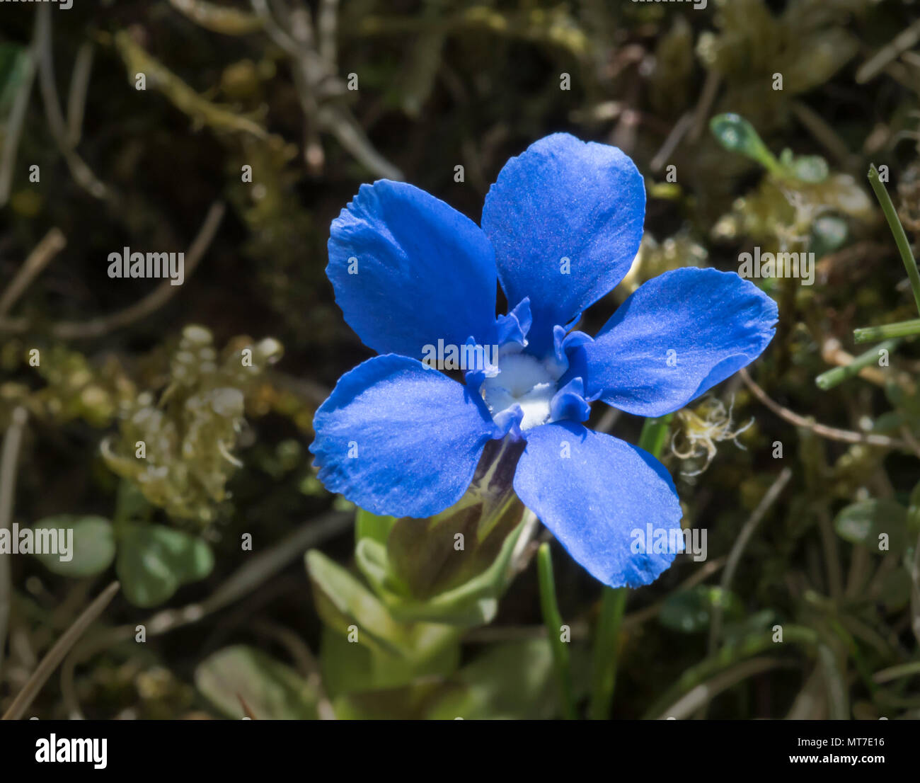 Spring gentian hi-res stock photography and images - Alamy