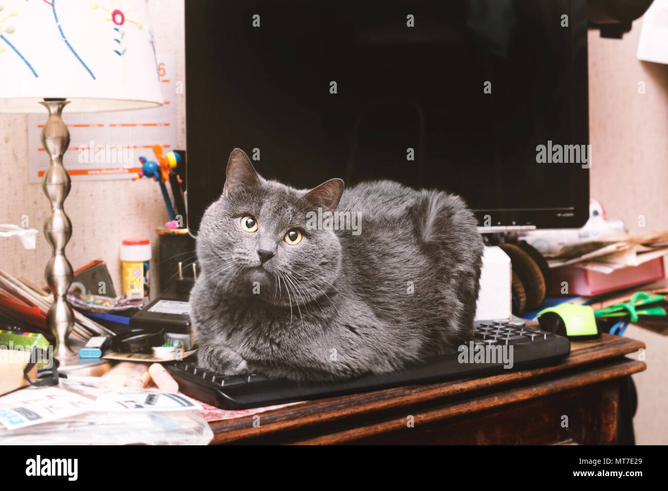 Adult pretty grey cat on computer keyboard in home room Stock Photo - Alamy
