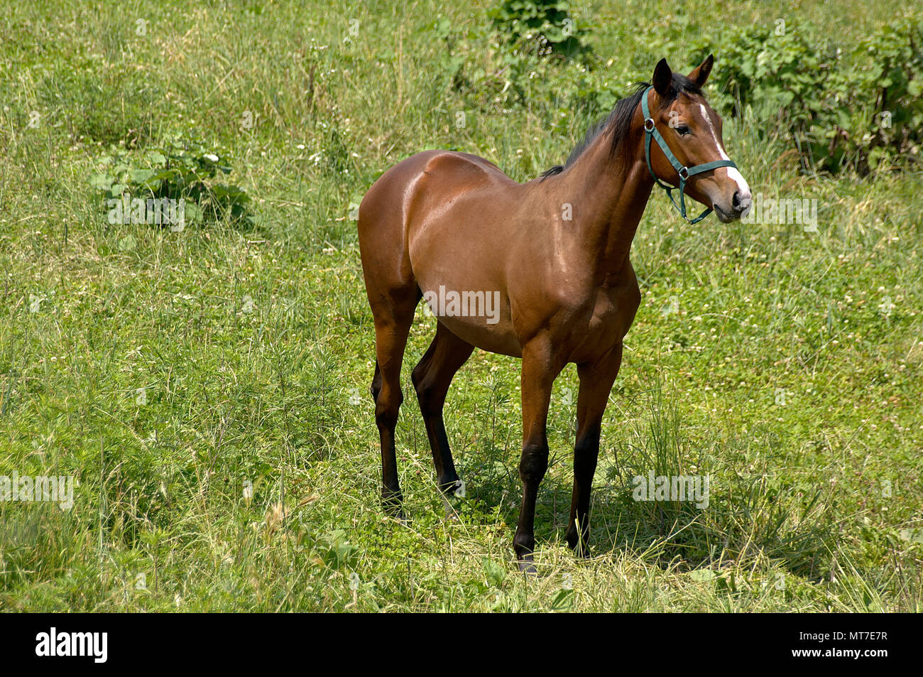 a colt in a fence Stock Photo - Alamy
