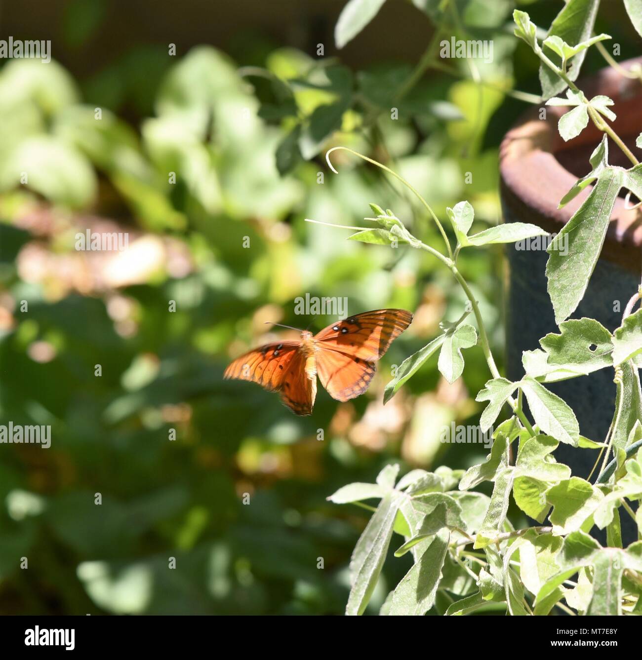 Butterfly In Flight Stock Photos & Butterfly In Flight Stock Images - Alamy