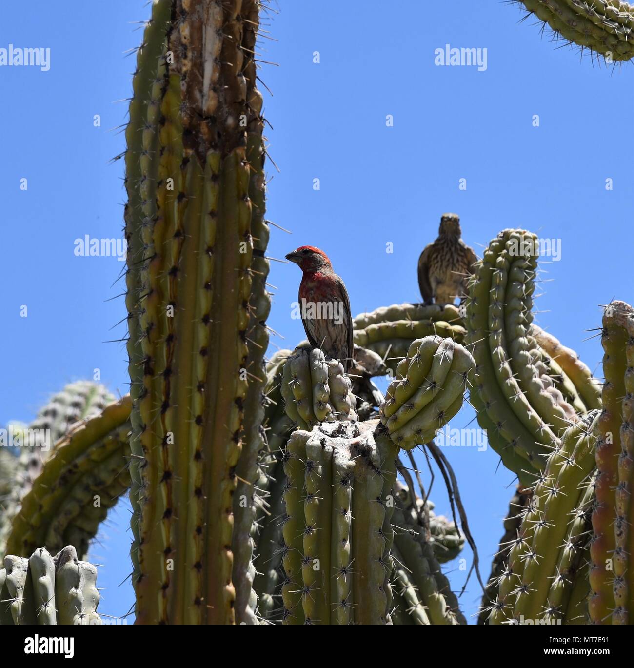 Birds sitting on cactus Stock Photo - Alamy