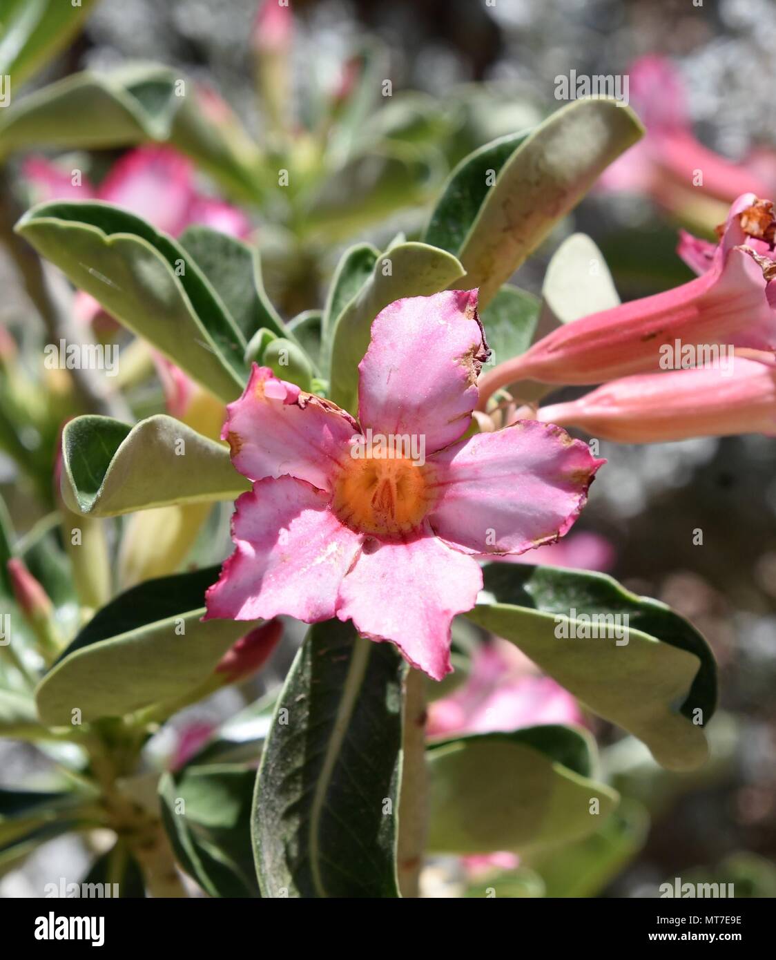 Beautiful pink Desert Rose flower in garden Stock Photo - Alamy