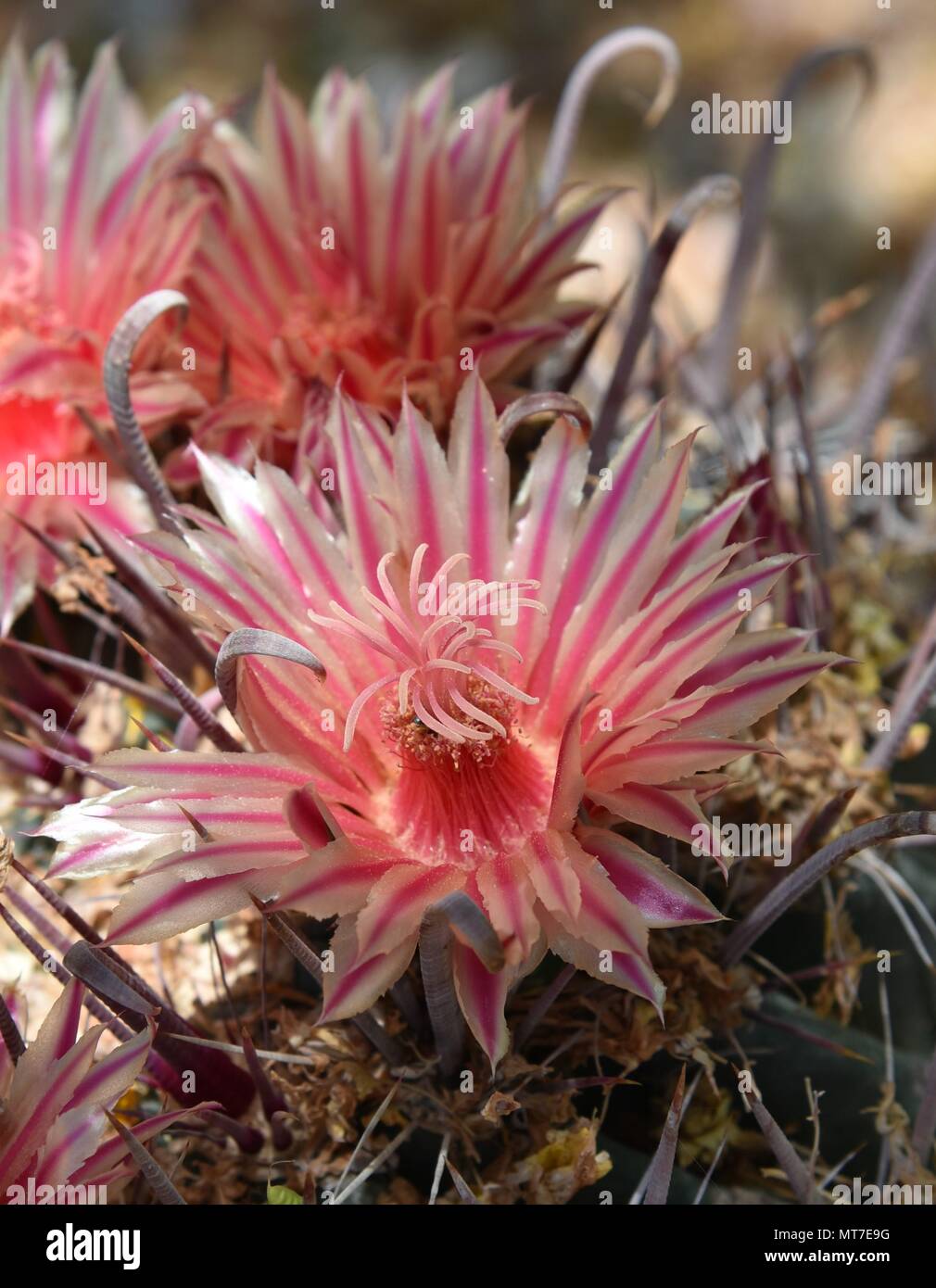Fishhook barrel cactus hi-res stock photography and images - Alamy