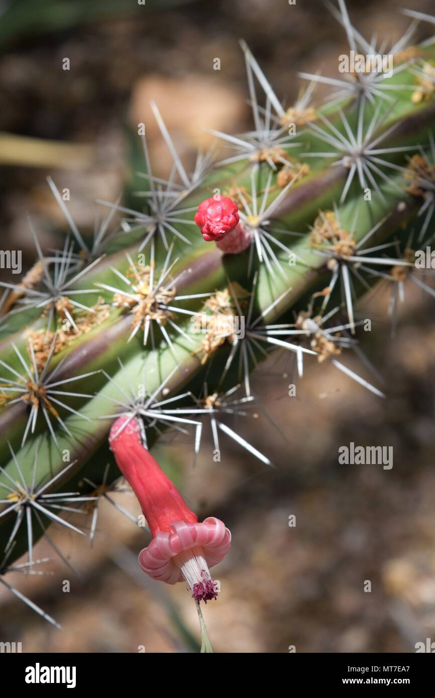 Octopus cactus hi-res stock photography and images - Alamy