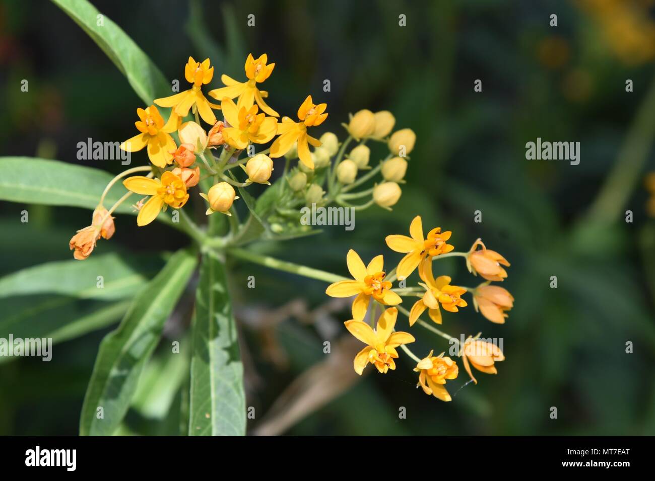 Silky Gold Milkweed flower that butterflies love Stock Photo - Alamy