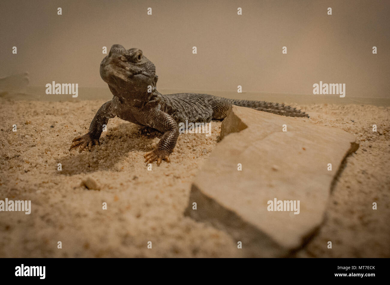 Uromastyx Lizard Africa High Resolution Stock Photography and Images ...