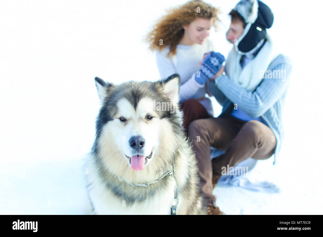 Close up cute muzzle of husky with kissing couple in winter background ...
