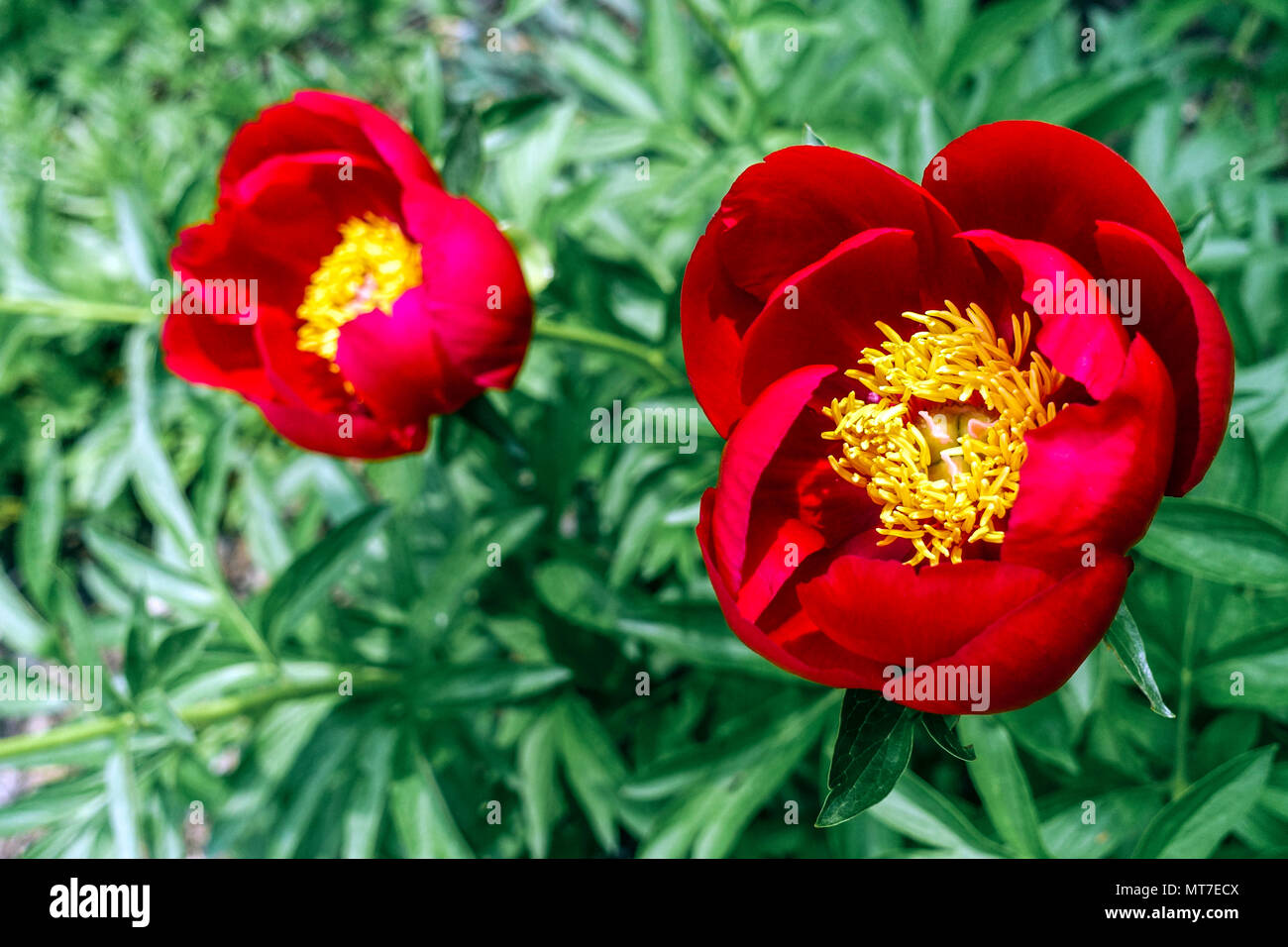 Paeonia lactiflora " Bright Knight ", Red Peony, Peonies Stock Photo ...