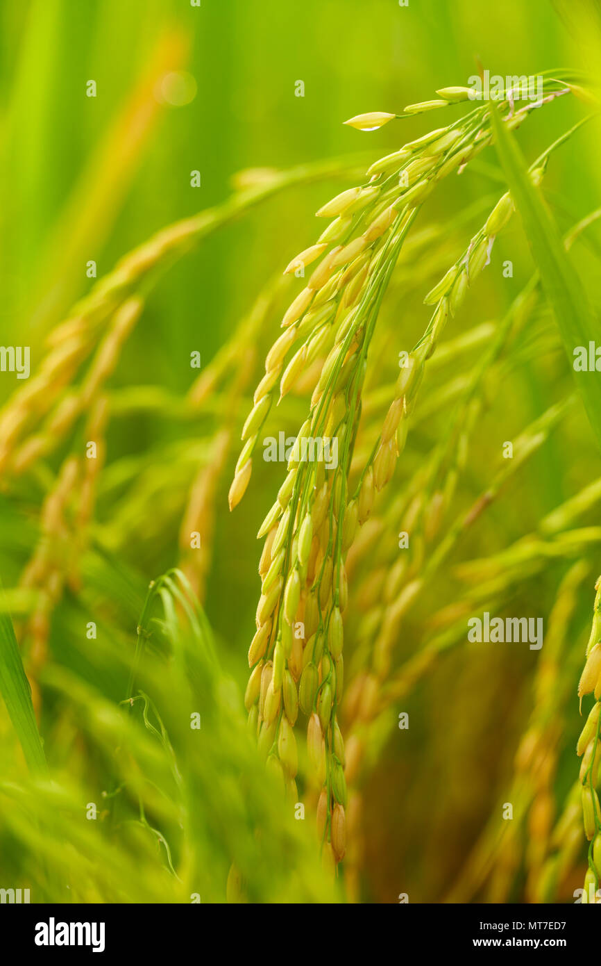Close up of rice paddy in autumn Stock Photo - Alamy