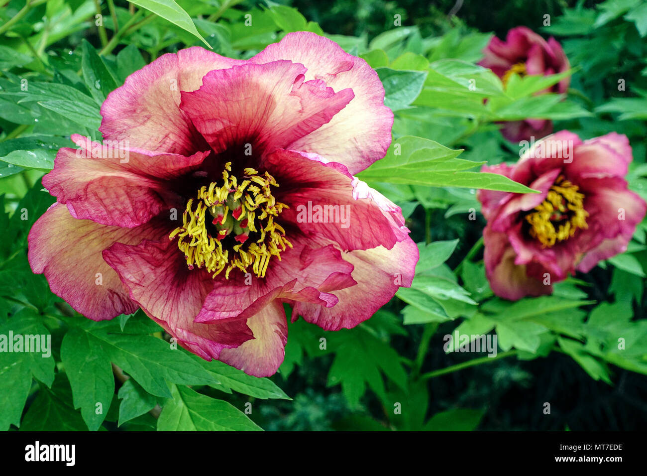Tree peony paeonia lutea hybrid hi-res stock photography and images - Alamy