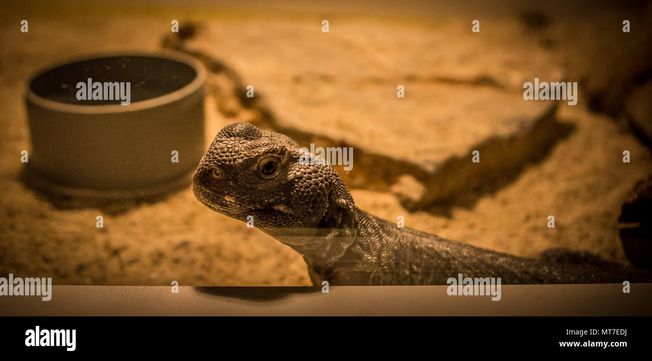 Moroccan Uromastyx nigriventris / dabb Stock Photo - Alamy