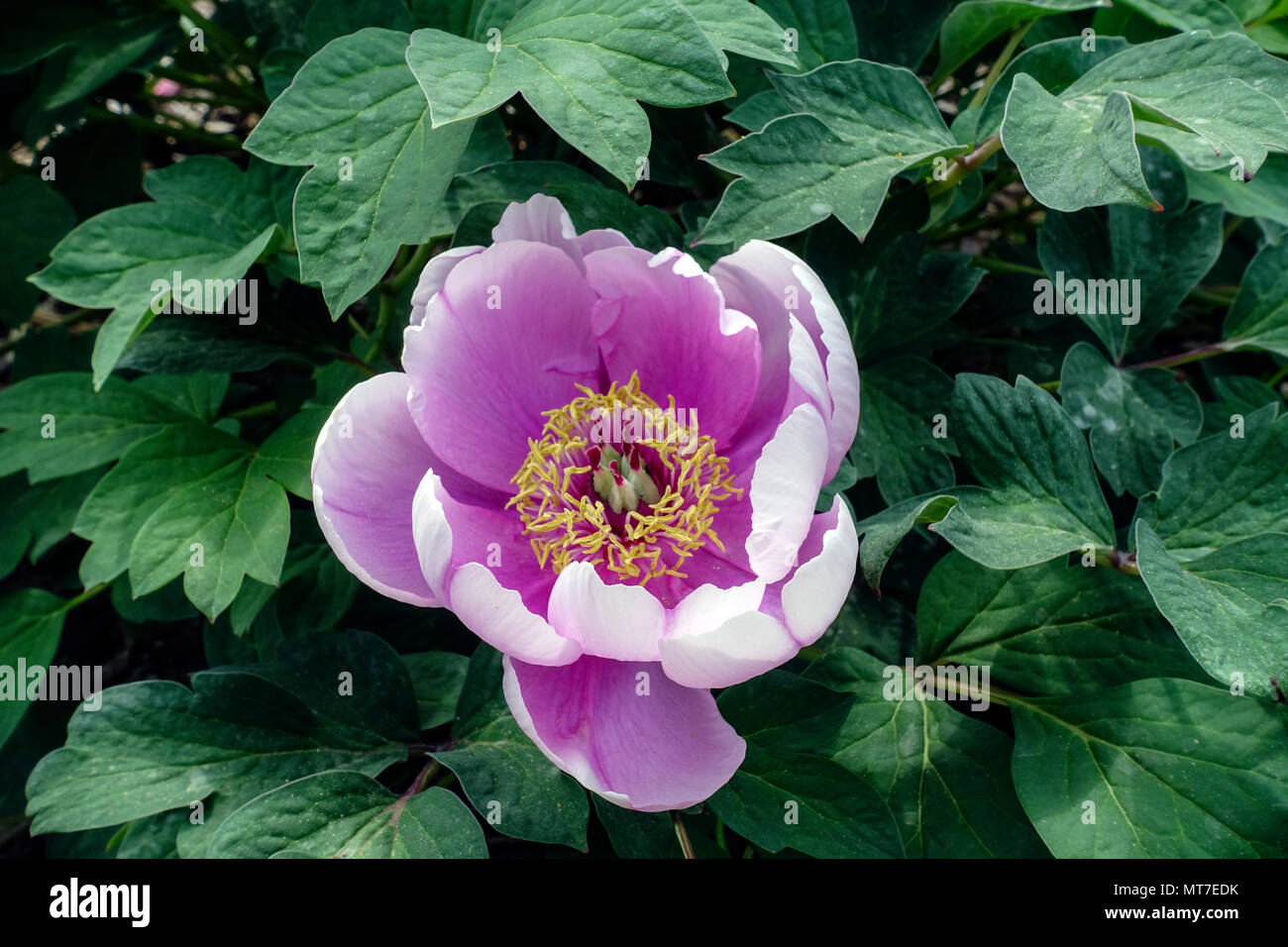 Paeonia " Caihui ", Peony, Peonies Stock Photo - Alamy