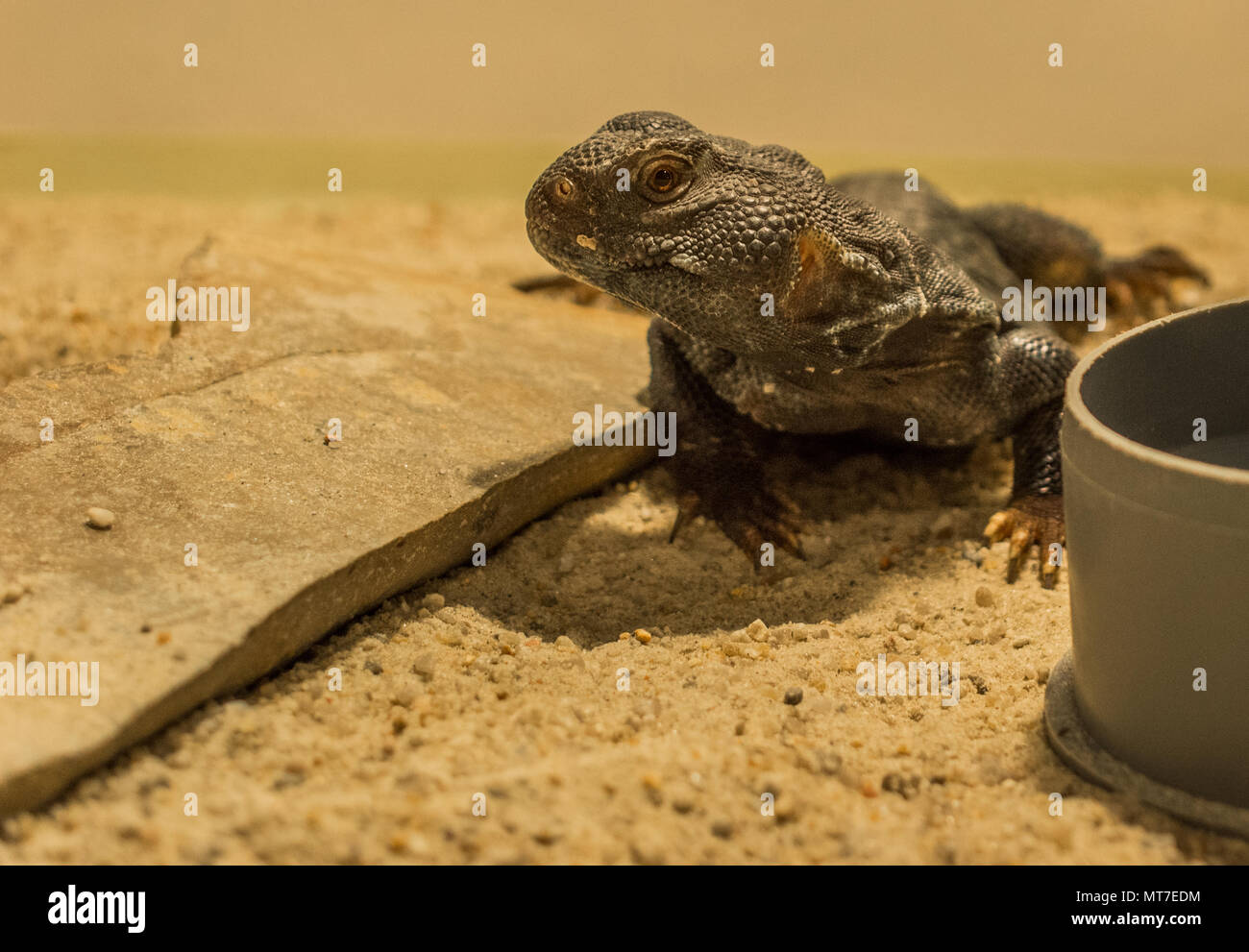 Moroccan spiny tailed lizard uromastyx acanthinurus hi-res stock ...