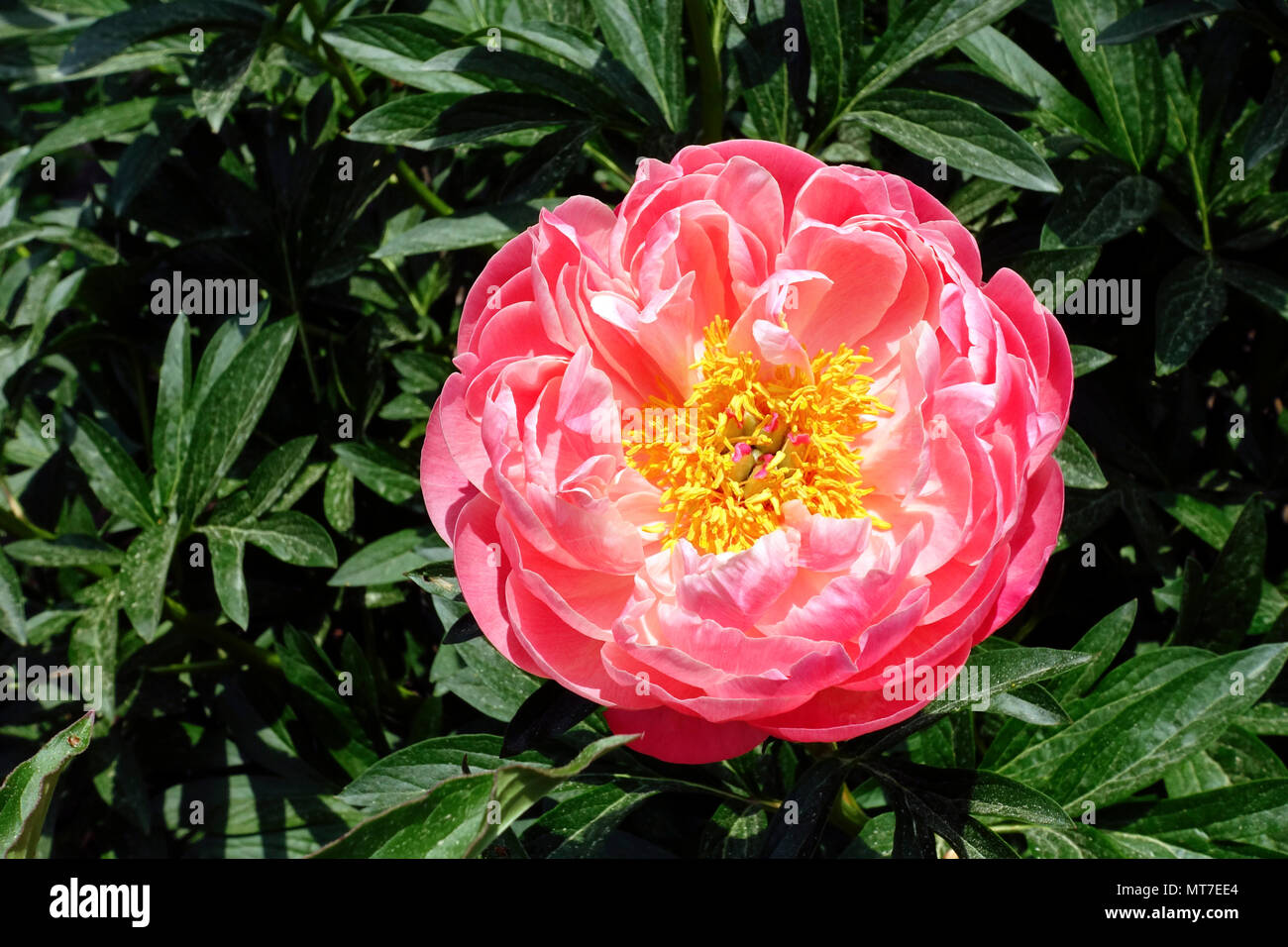 Paeonia lactiflora Coral Charm Peony, Peonies flower Peony 'Coral Charm ...